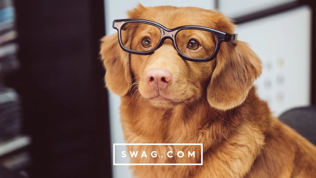 The Best Swag Ideas for Pets & Animal Lovers - Swag.com